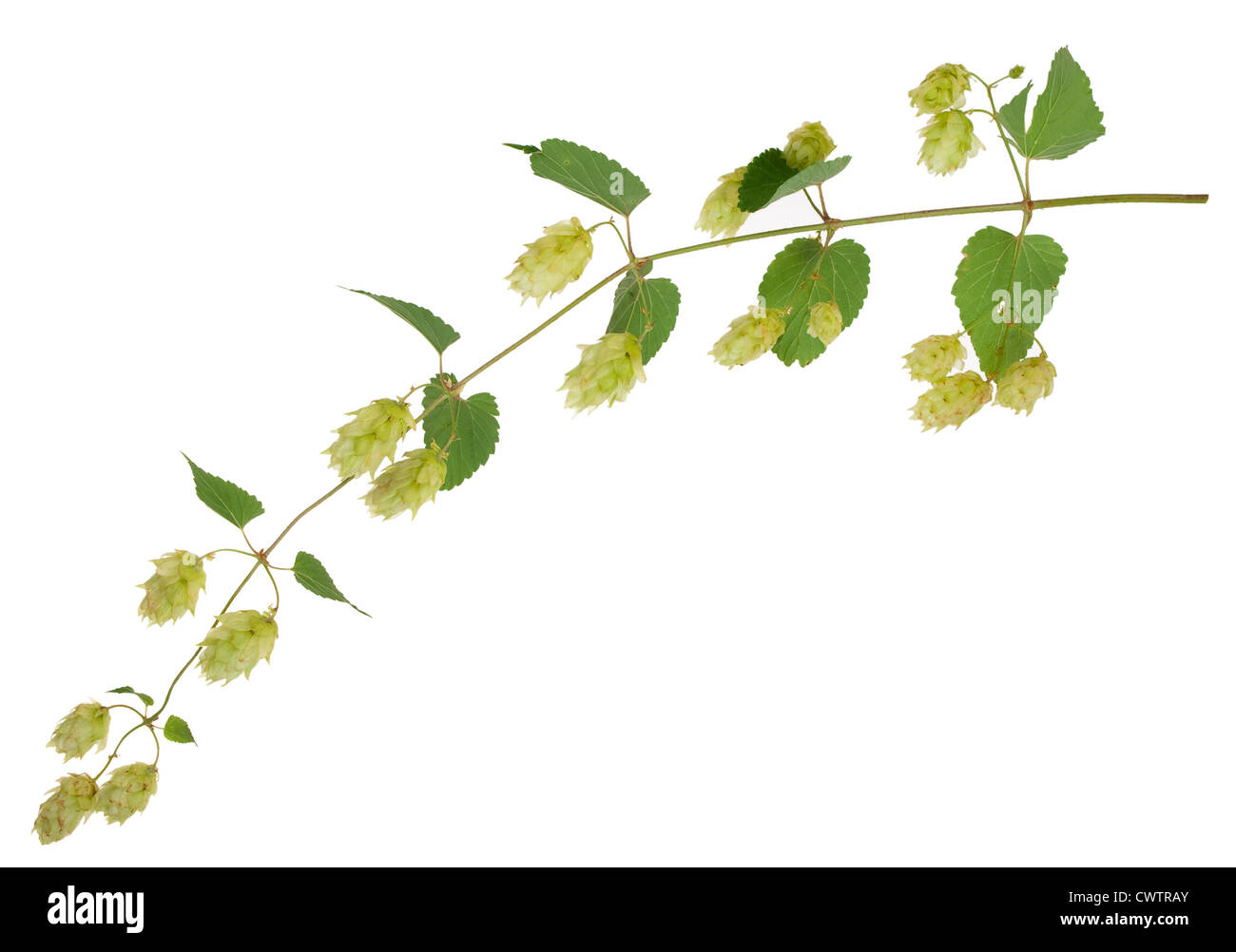 Common hops Cut Out Stock Images & Pictures - Alamy