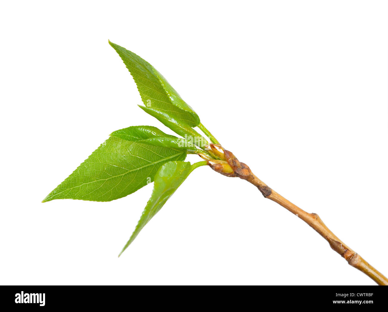 Young poplar trees or poplars hi-res stock photography and images - Alamy