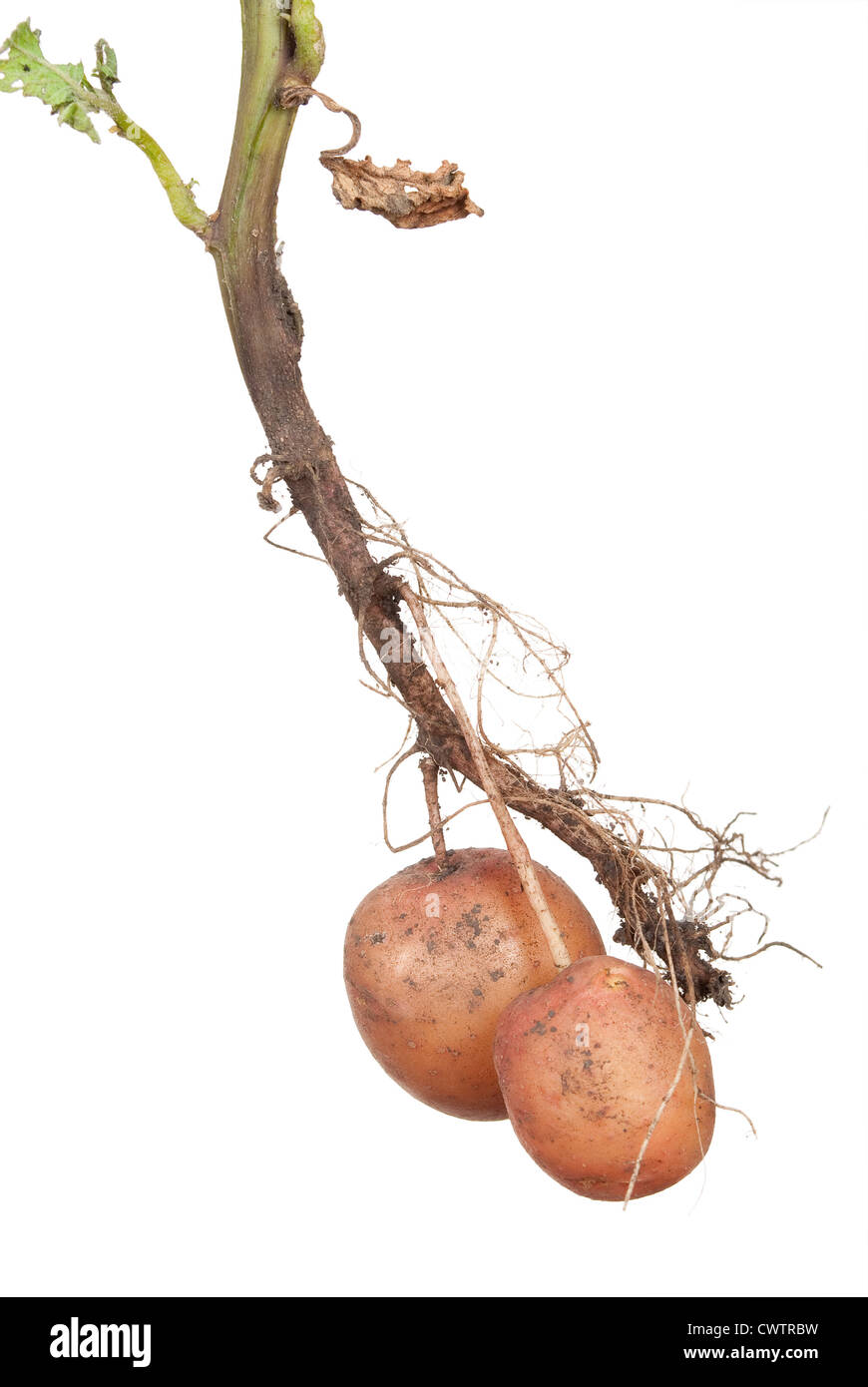White potato stem hi-res stock photography and images - Alamy