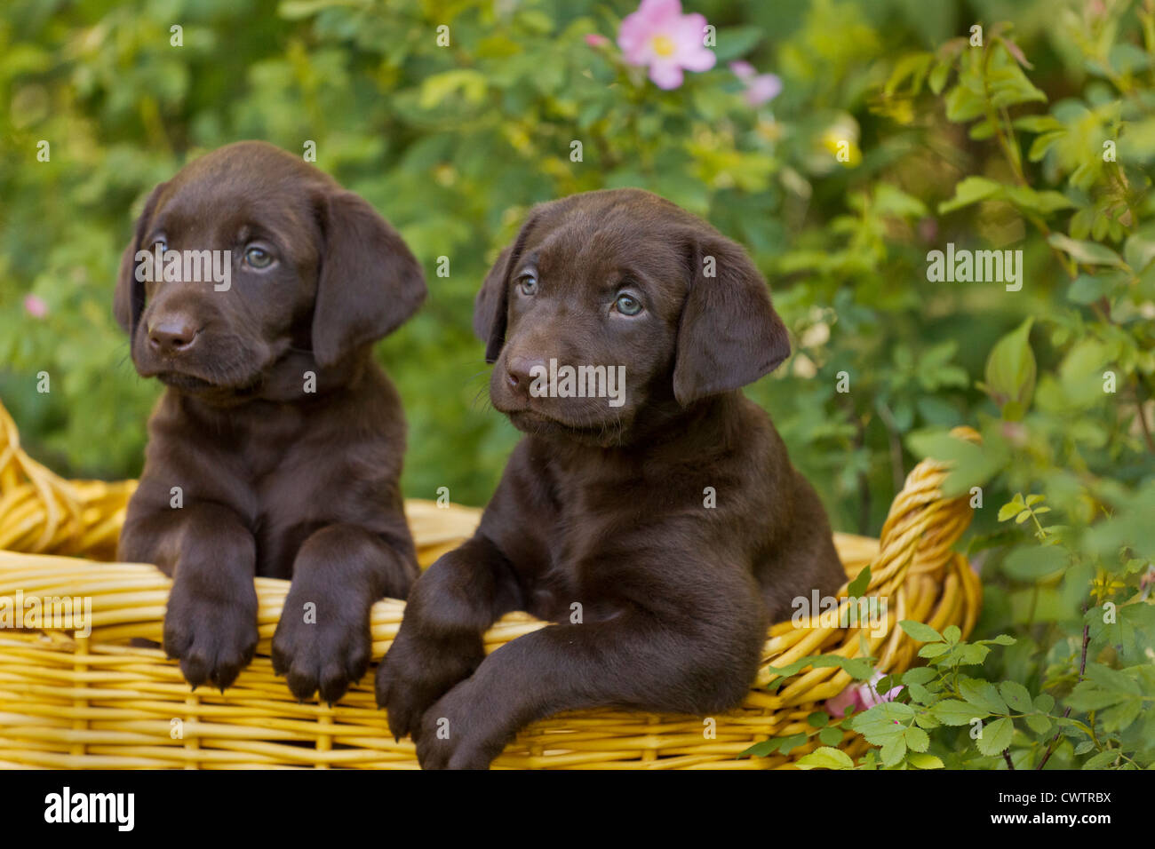 Chocolate lab puppies hi-res stock photography and images - Alamy