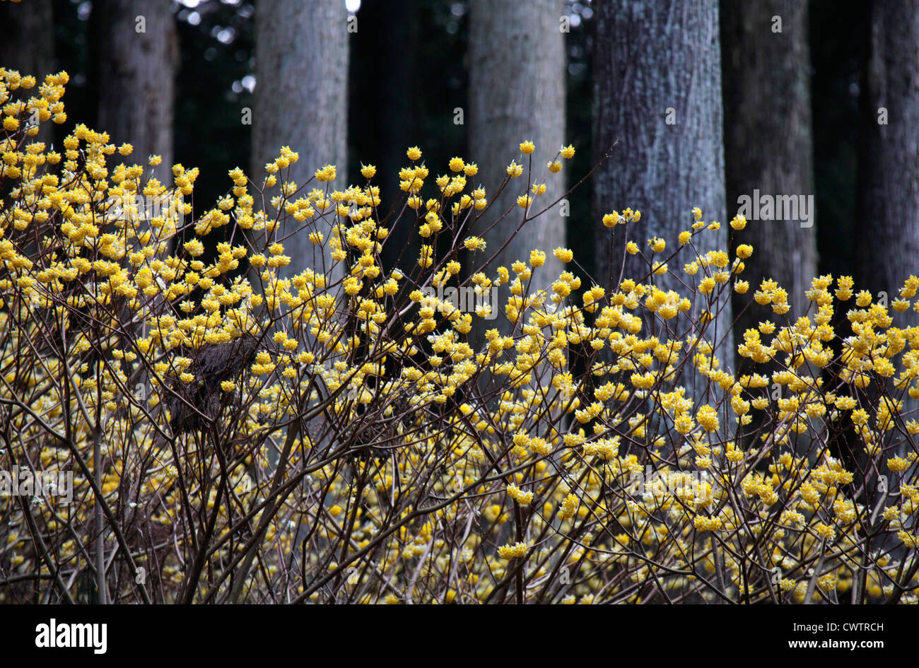 Mitsumata Stock Photos & Mitsumata Stock Images - Alamy