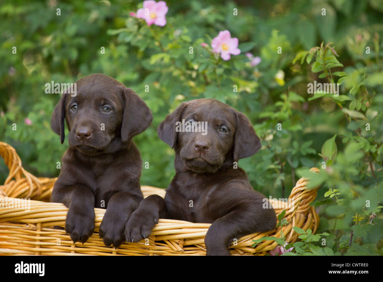 Chocolate lab puppies hi-res stock photography and images - Alamy