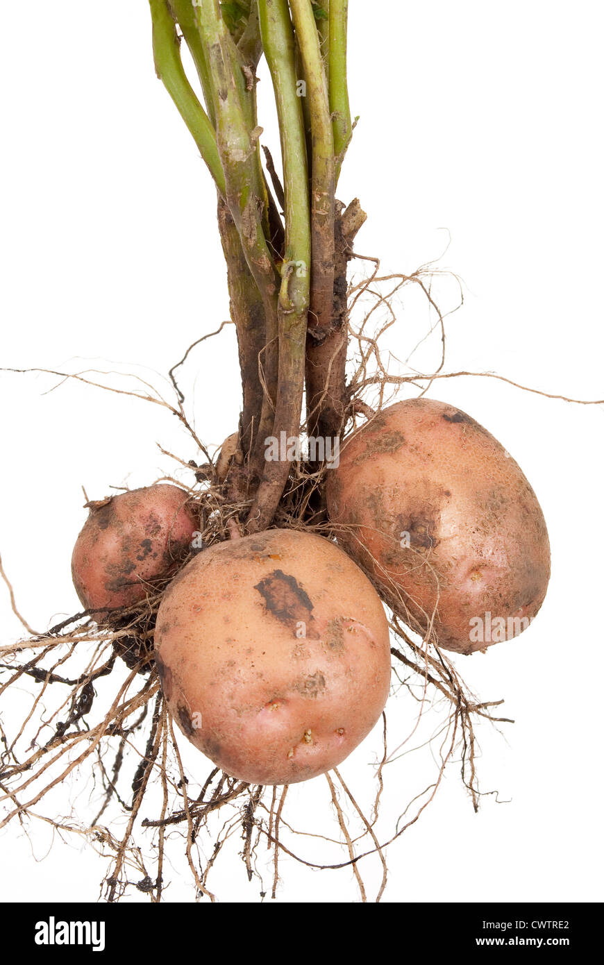 White potato stem hi-res stock photography and images - Alamy