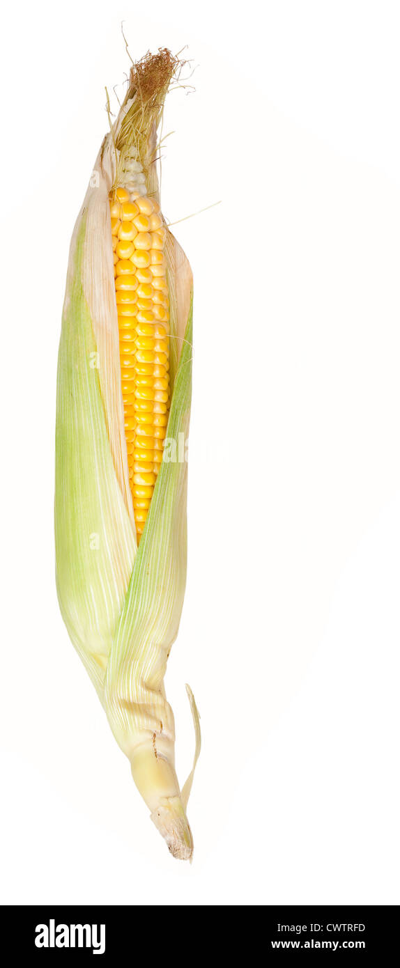 Ear of corn Stock Photo - Alamy