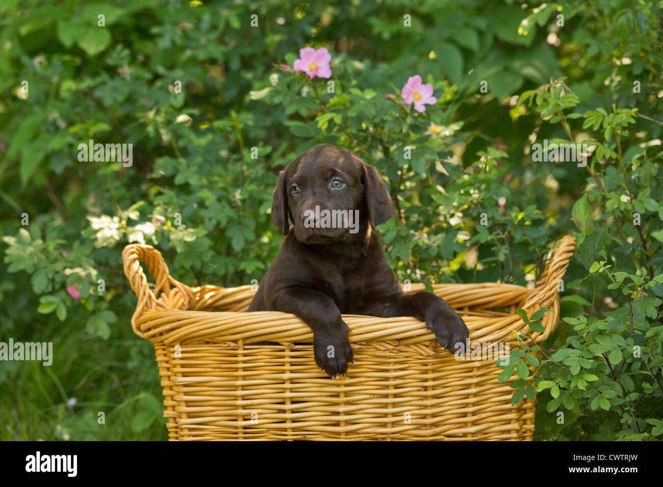 Chocolate Labrador retriever Stock Photo - Alamy