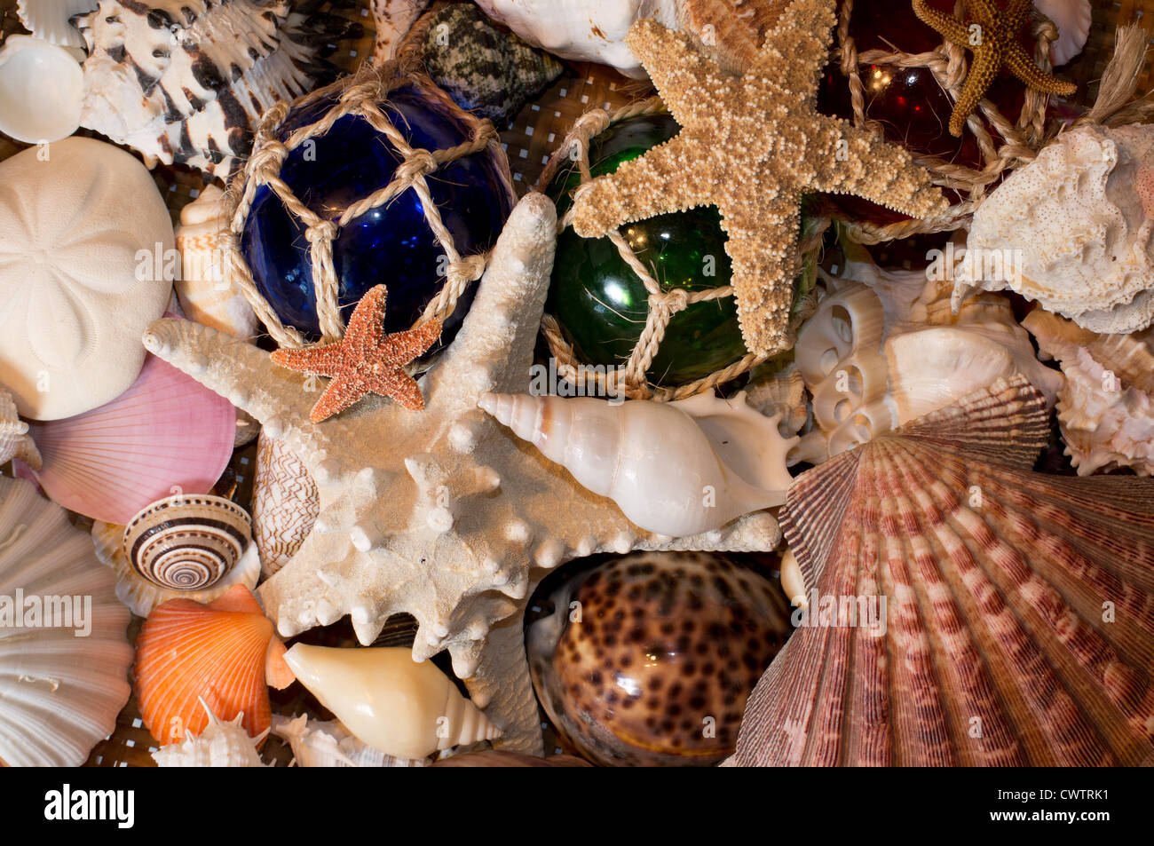 Shells seashells sea snails hi-res stock photography and images - Alamy