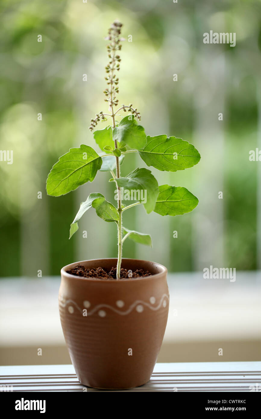 Small basil leaf plant against green background Stock Photo - Alamy