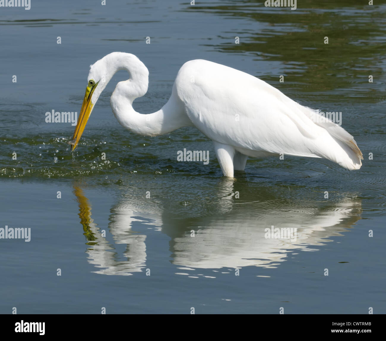 Egret with fish in mouth hi-res stock photography and images - Alamy