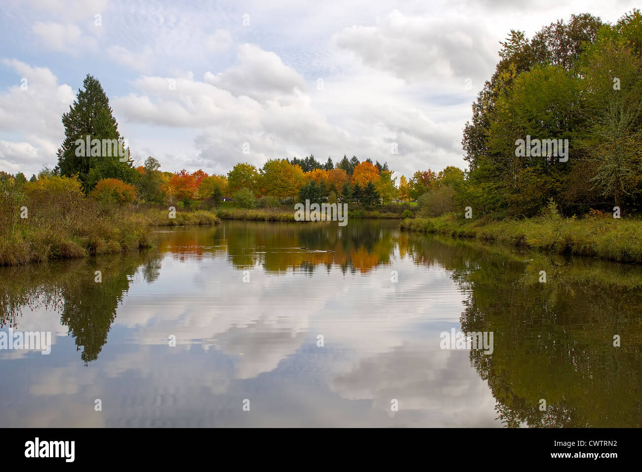 Pond surrounded by trees hi-res stock photography and images - Alamy