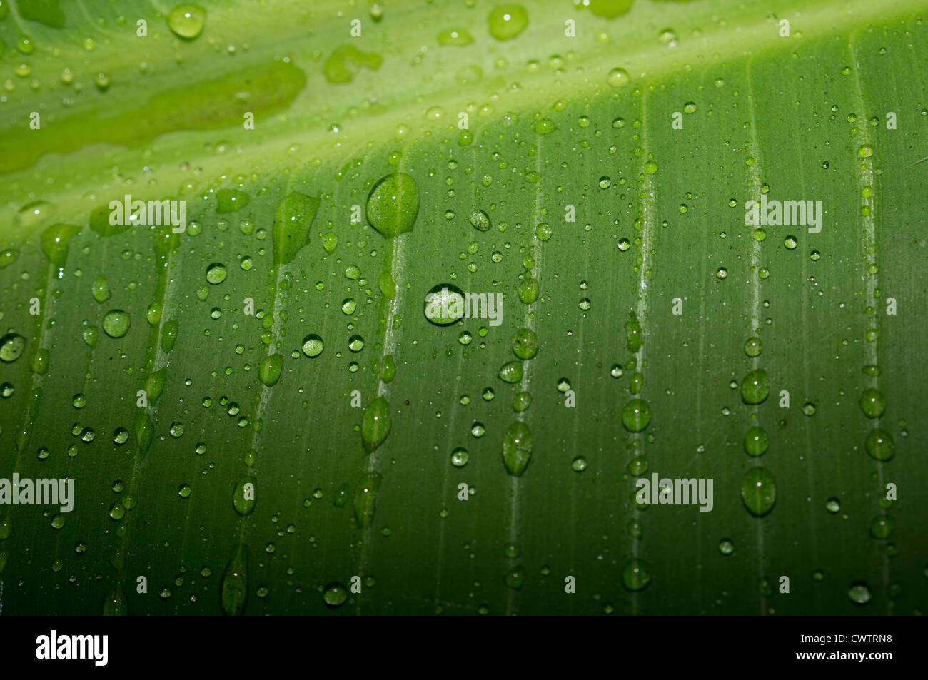 Abstract banana hi-res stock photography and images - Alamy