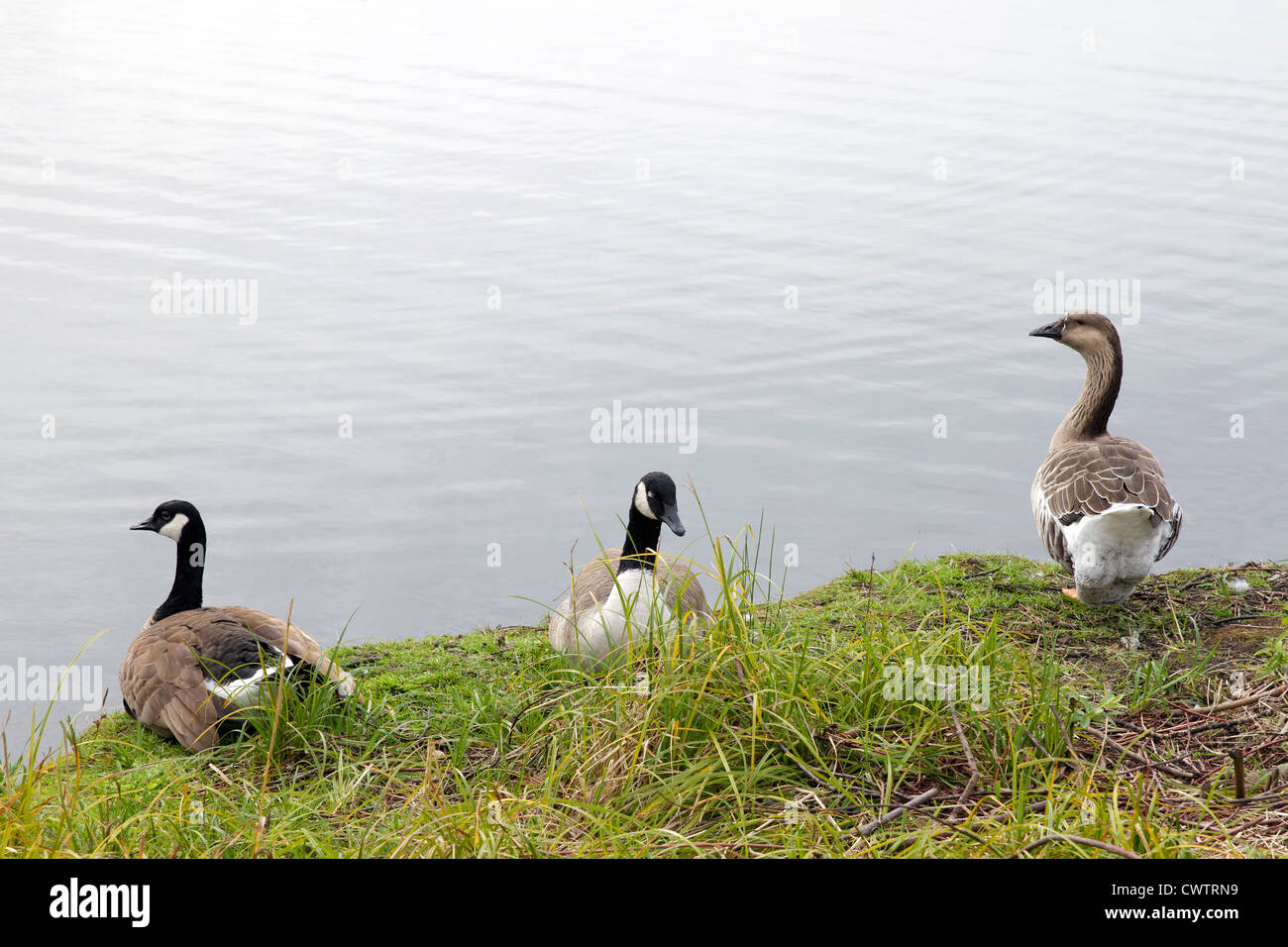 Male and female geese hi-res stock photography and images - Alamy