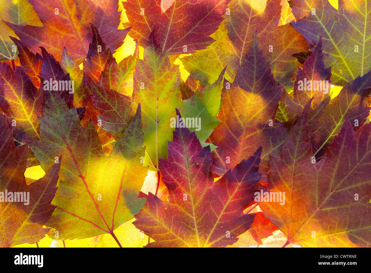 Fall Maple Leaves Background Backlit in Autumn Sun Stock Photo - Alamy