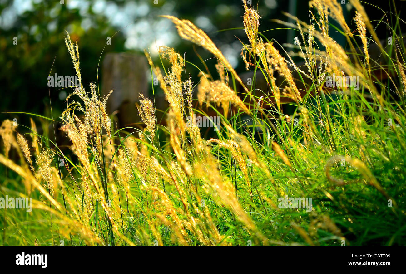 Golden Tips, Gold, Golden, Wheat, Golden Wheat, Tips, Grass Stock Photo ...