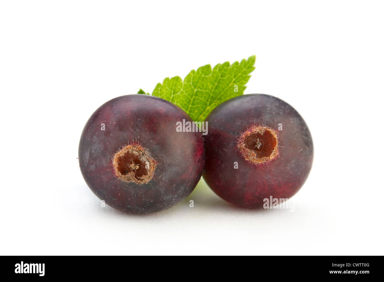 Josta hybrid gooseberry and black currant isolated on white Stock Photo ...