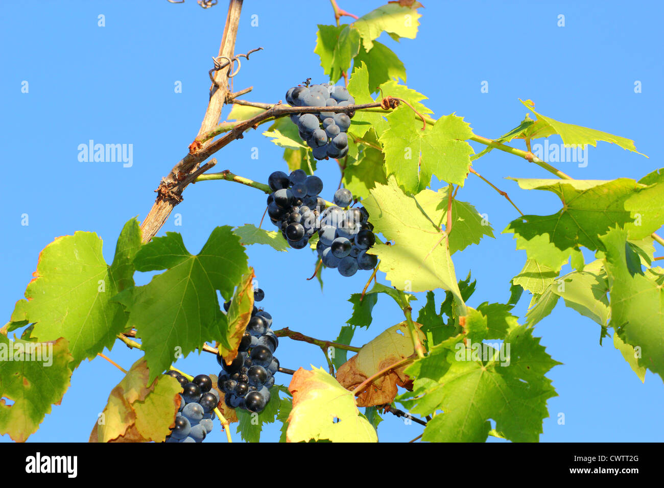 Blue sky vineyard hi-res stock photography and images - Alamy