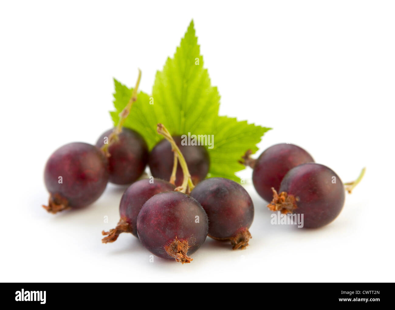 Josta hybrid gooseberry and black currant isolated on white Stock Photo ...