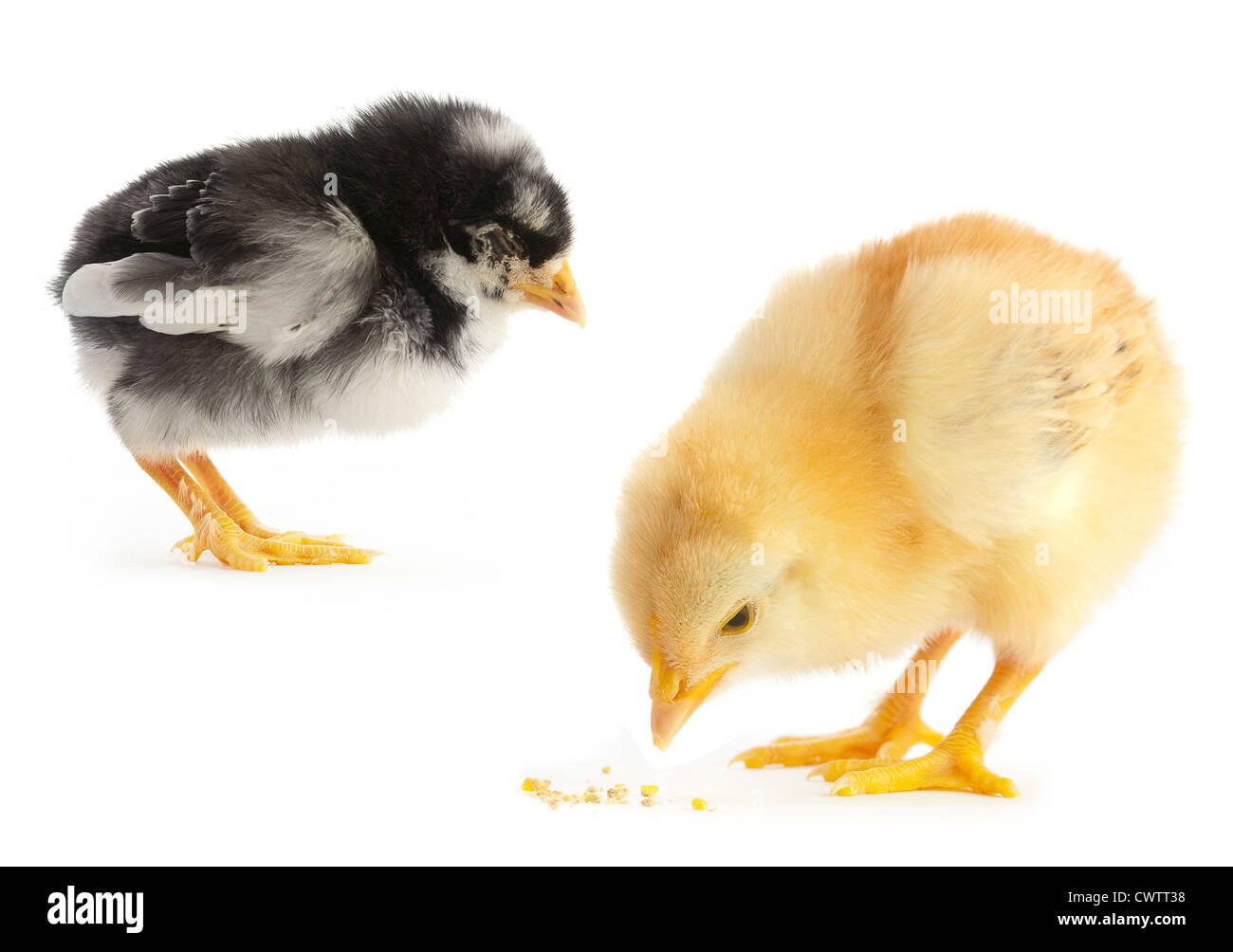 Newborn chicken isolated on white Stock Photo - Alamy