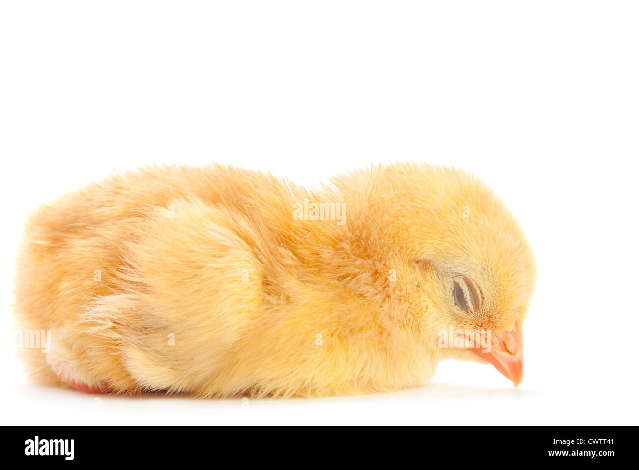 Baby chicken chick on white hi-res stock photography and images - Alamy