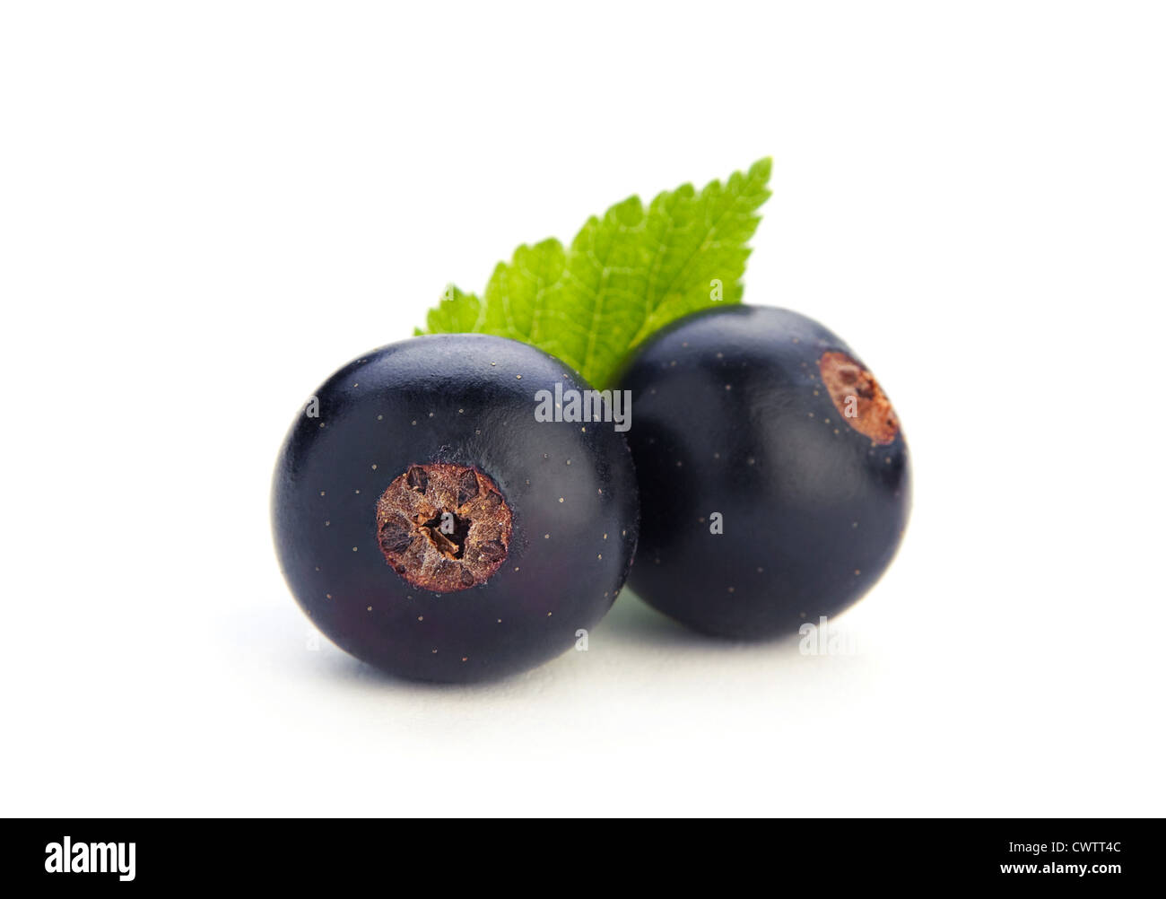 Black currant with leaf closeup isolated on white Stock Photo - Alamy
