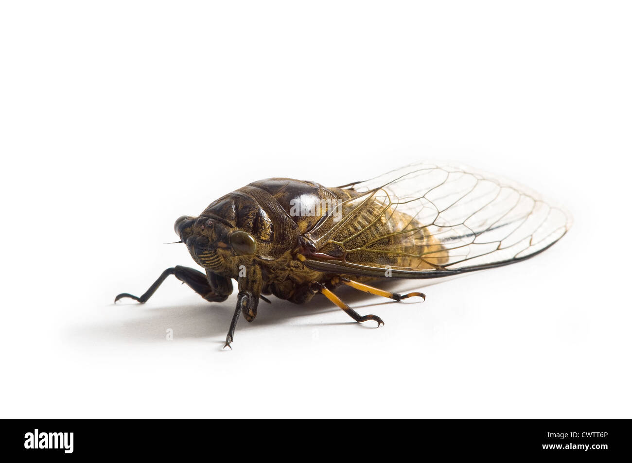 Dry Cicada High Resolution Stock Photography and Images - Alamy
