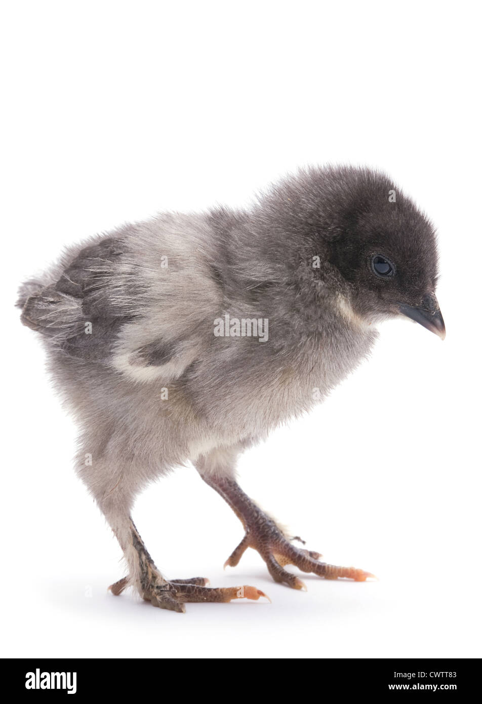 Newborn chicken isolated on white Stock Photo - Alamy