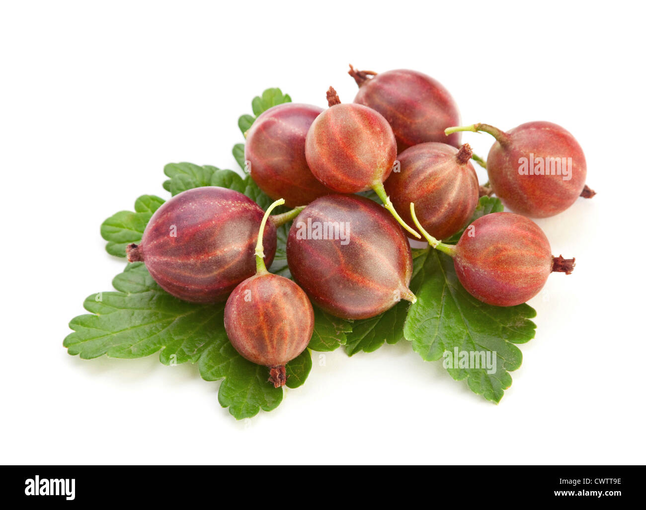 Ripe gooseberry with leaf isolated on white Stock Photo - Alamy