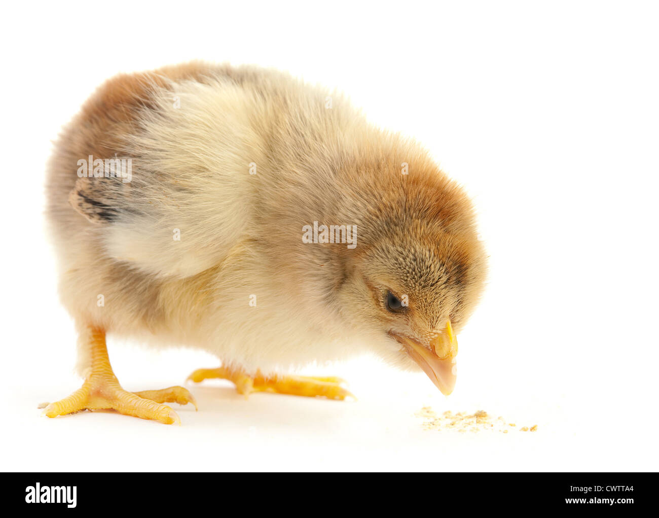 Newborn chicken isolated on white Stock Photo - Alamy