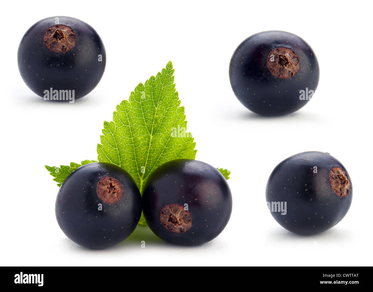 Black currant berry set isolated on white Stock Photo - Alamy
