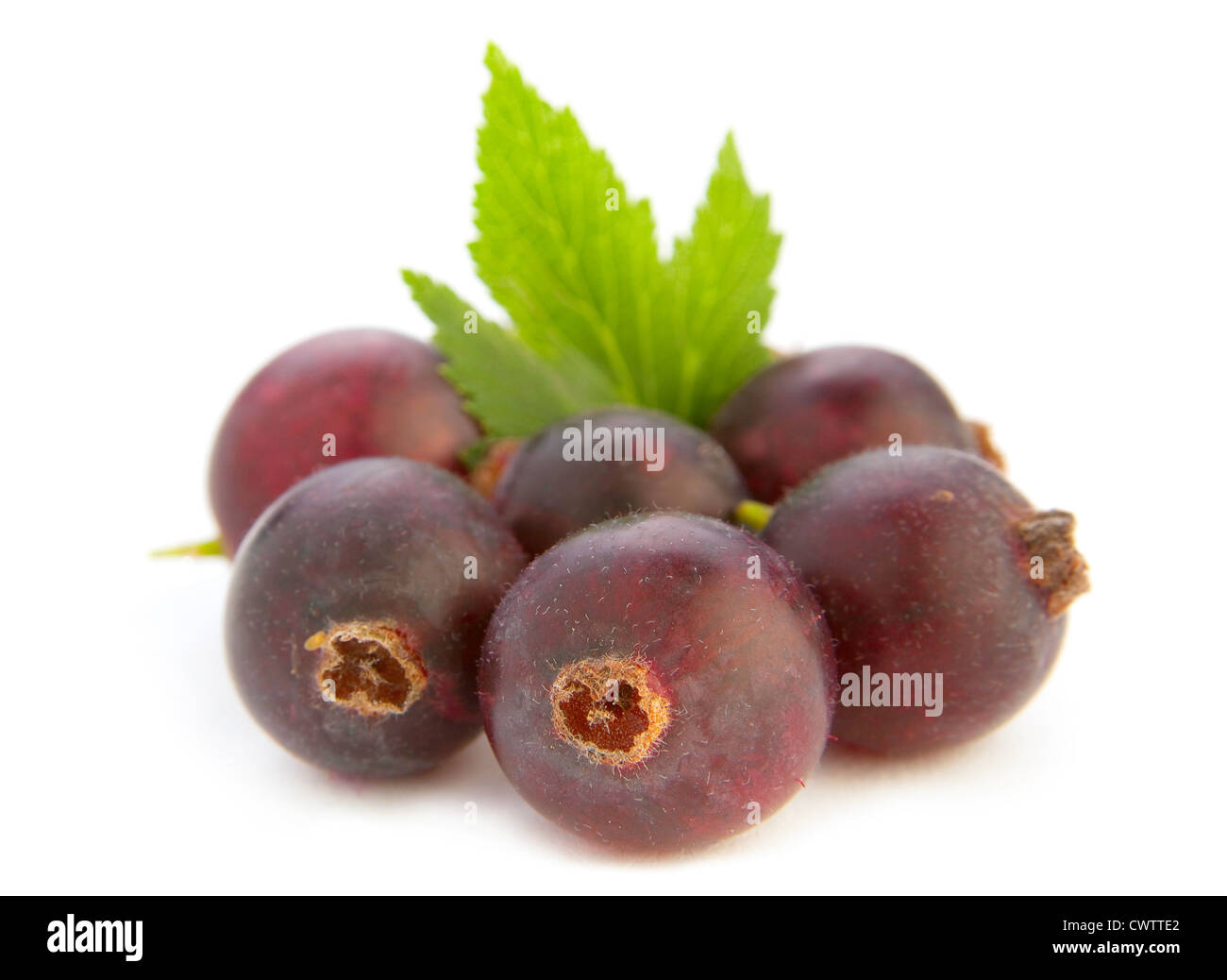 Black velvet gooseberry hi-res stock photography and images - Alamy