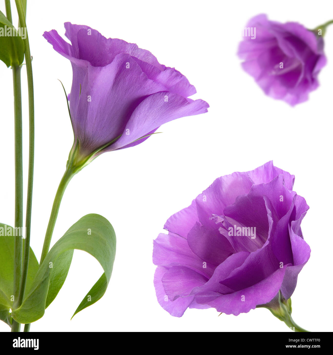 Eustoma flower with leaf isolated on white Stock Photo - Alamy