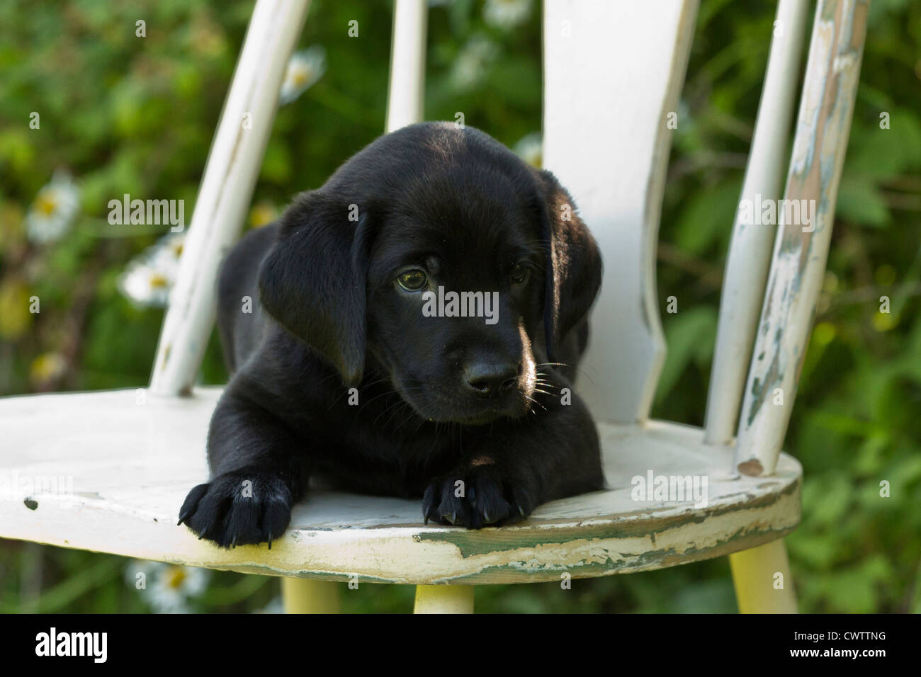 Lab black white hi-res stock photography and images - Alamy