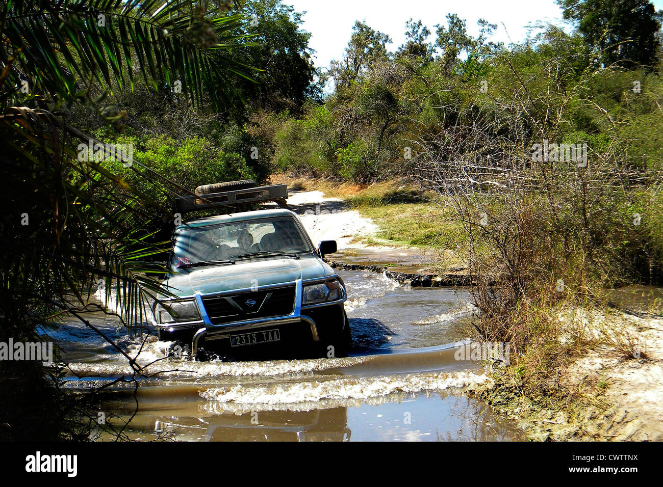 Madagascar, woad in the bush Stock Photo - Alamy