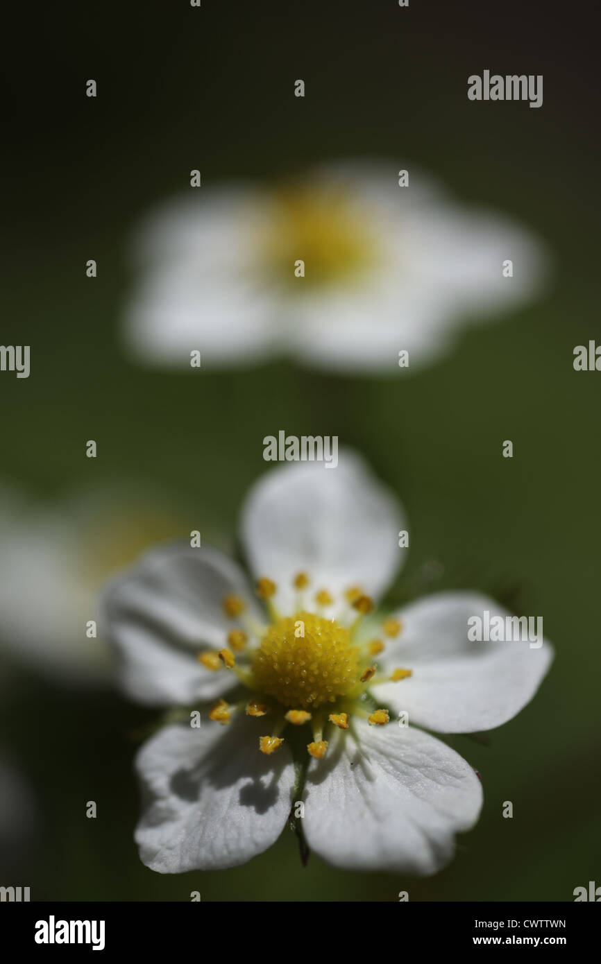 Fragaria rosaceae hi-res stock photography and images - Alamy