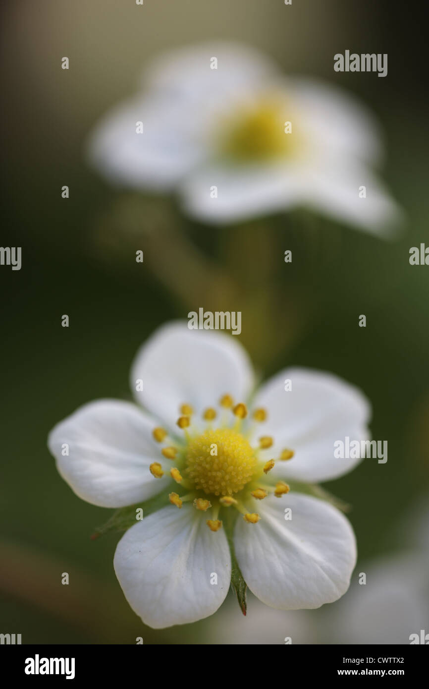 Fragaria rosaceae hi-res stock photography and images - Alamy