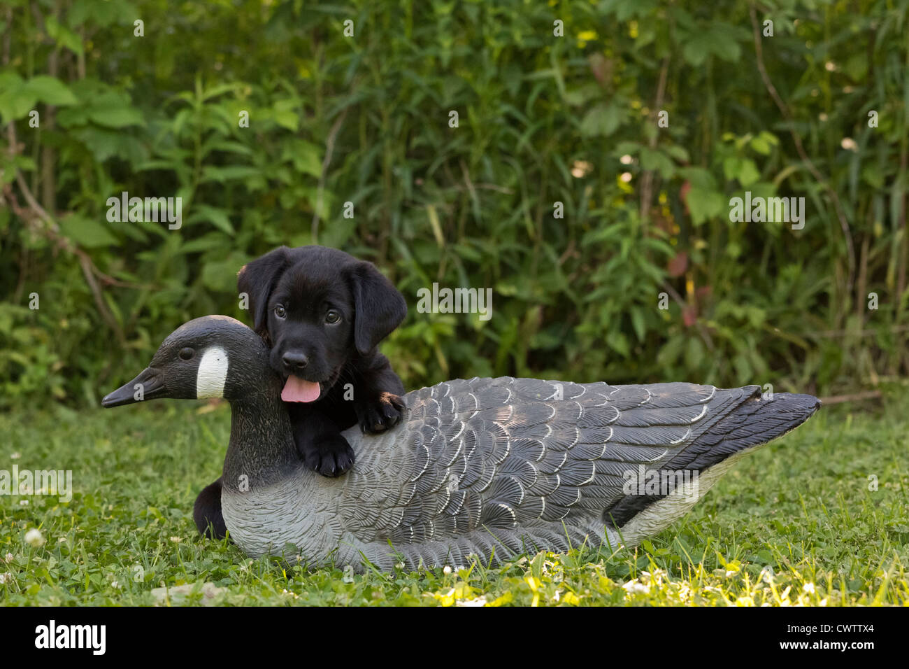 Black Labrador puppy and goose decoy Stock Photo - Alamy