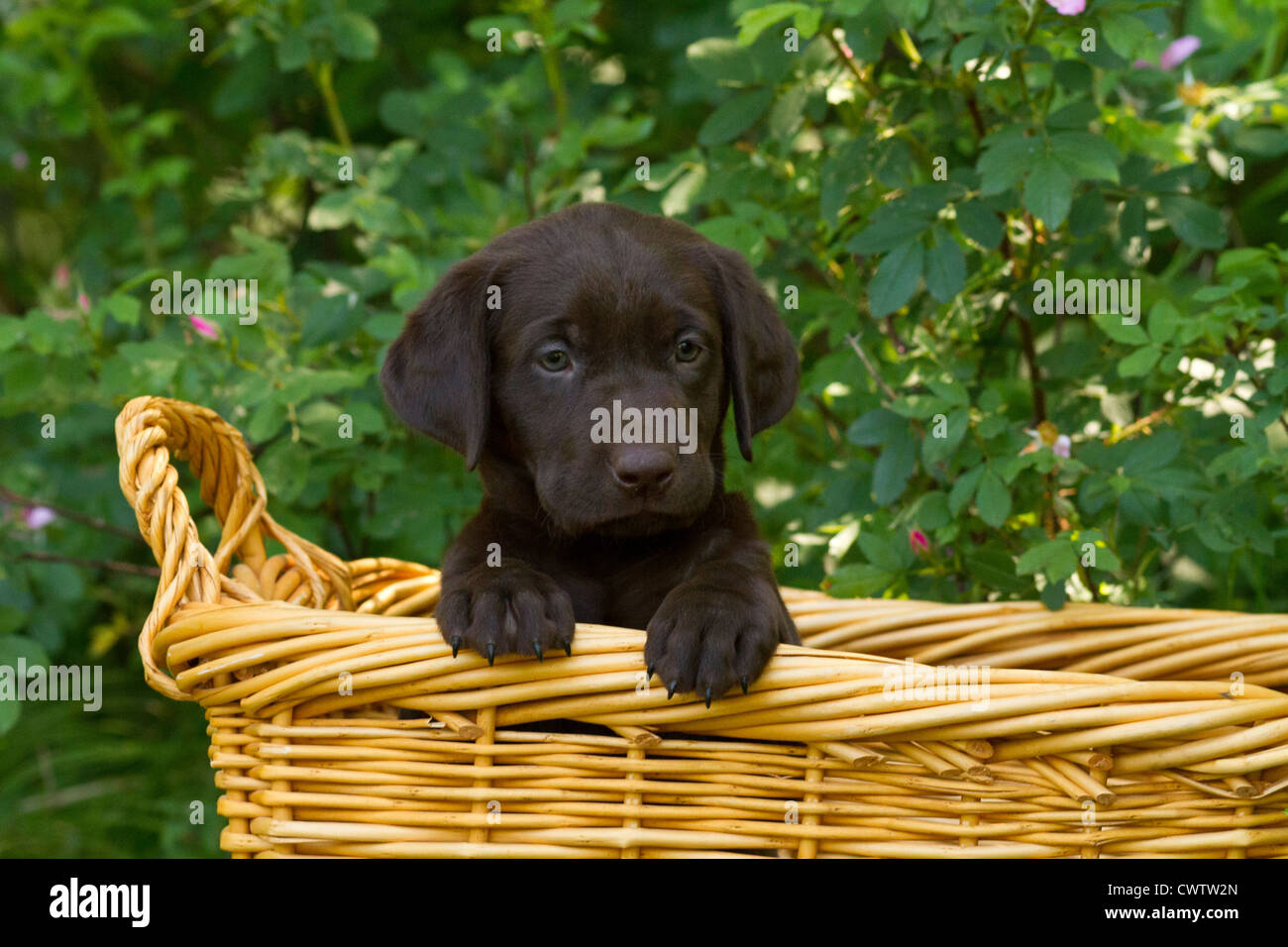 Purebred chocolate lab hi-res stock photography and images - Alamy