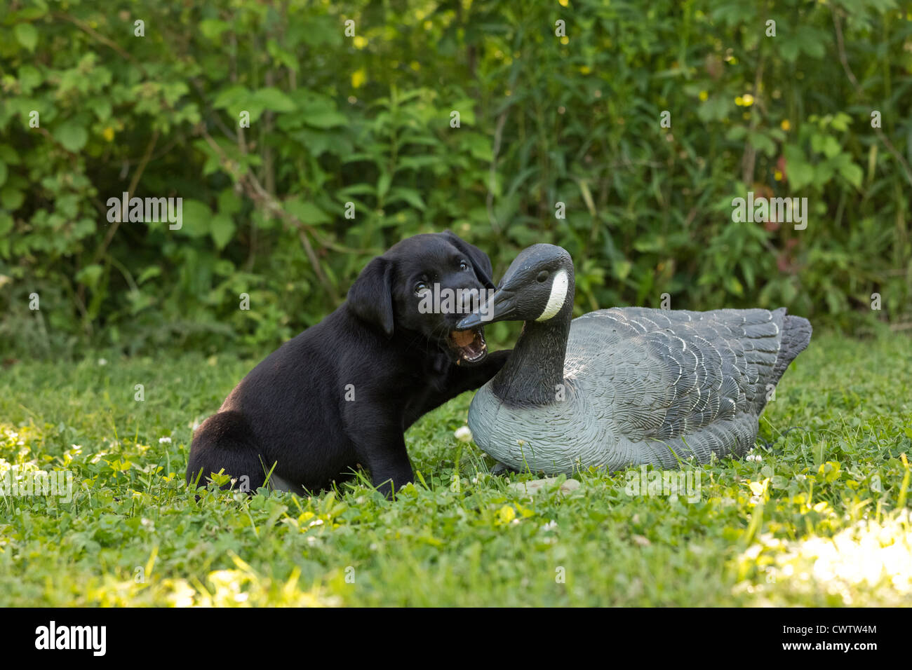 Black Labrador puppy and goose decoy Stock Photo - Alamy
