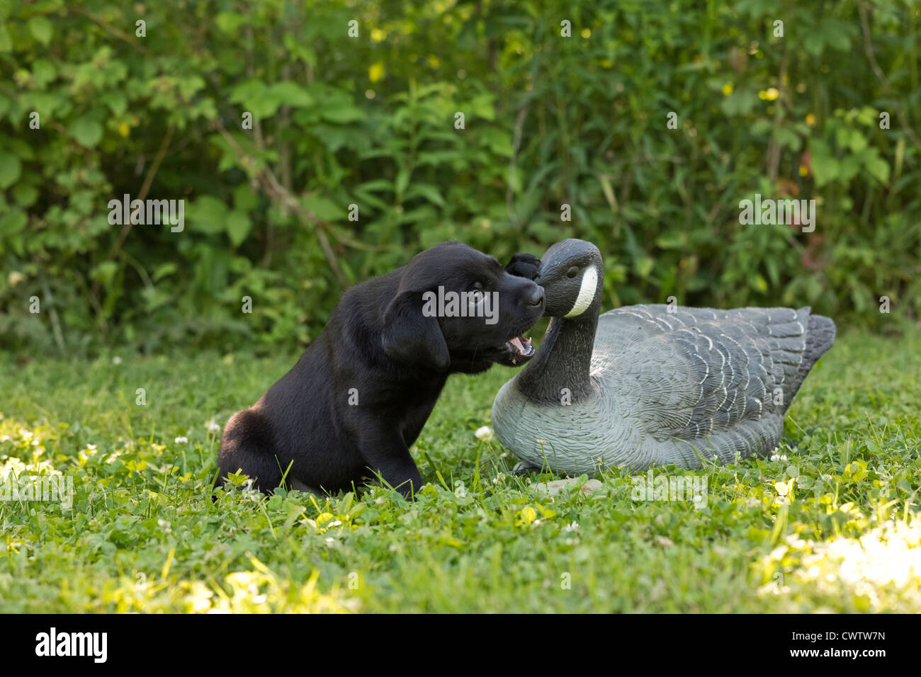 Black Labrador puppy and goose decoy Stock Photo - Alamy