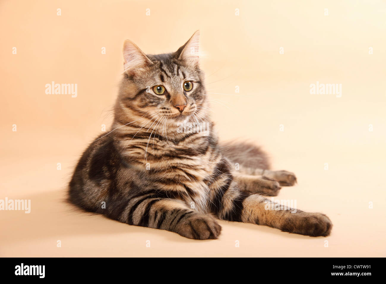 Norwegische Waldkatze / Norwegian Forest Cat Stock Photo - Alamy