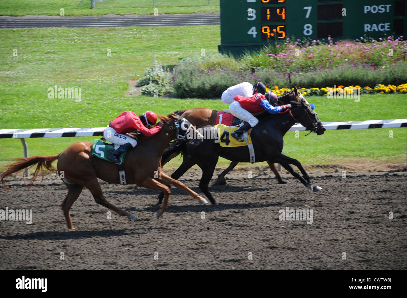 Horses running at Humboldt County Fairgrounds passing infield railing ...