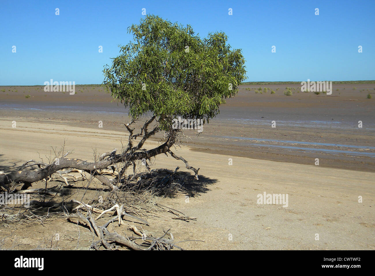 Madagascar, Ifaty, tree Stock Photo - Alamy
