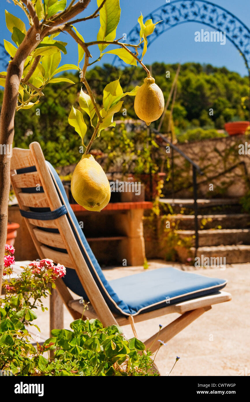 Picture of a small lemon tree with lemons and a chair with a blue ...