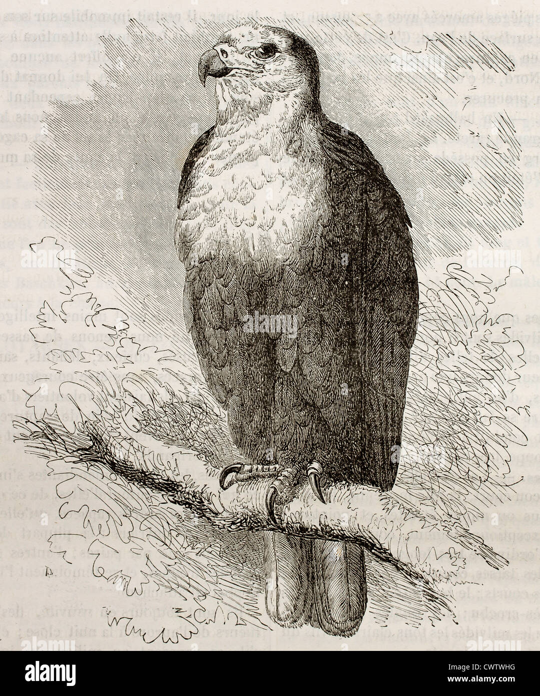 Fish eagle drawing hi-res stock photography and images - Alamy