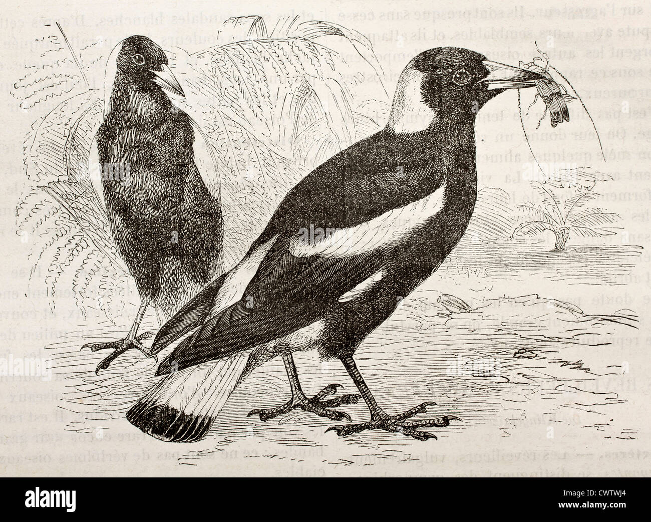 Australian animal etching hi-res stock photography and images - Alamy