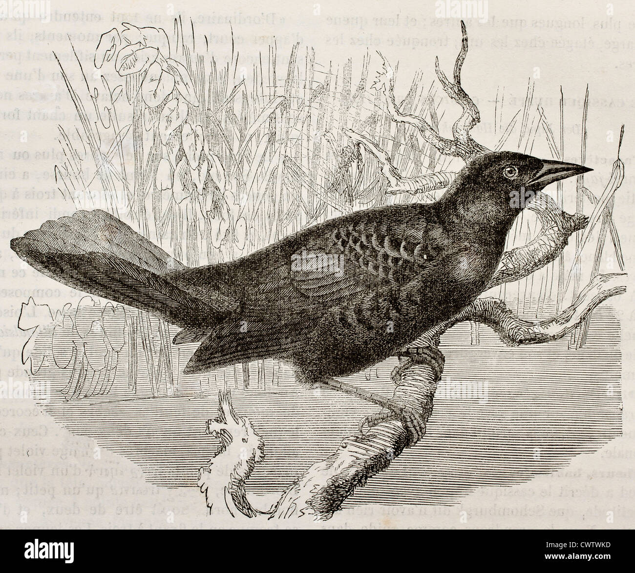 Grackle ornithology hi-res stock photography and images - Alamy