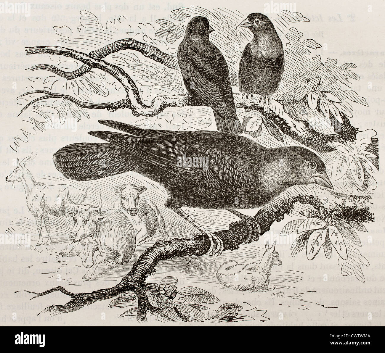 Brown headed cow bird hi-res stock photography and images - Alamy