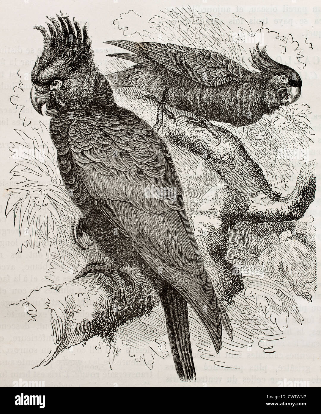 Cockatoo drawing hi-res stock photography and images - Alamy