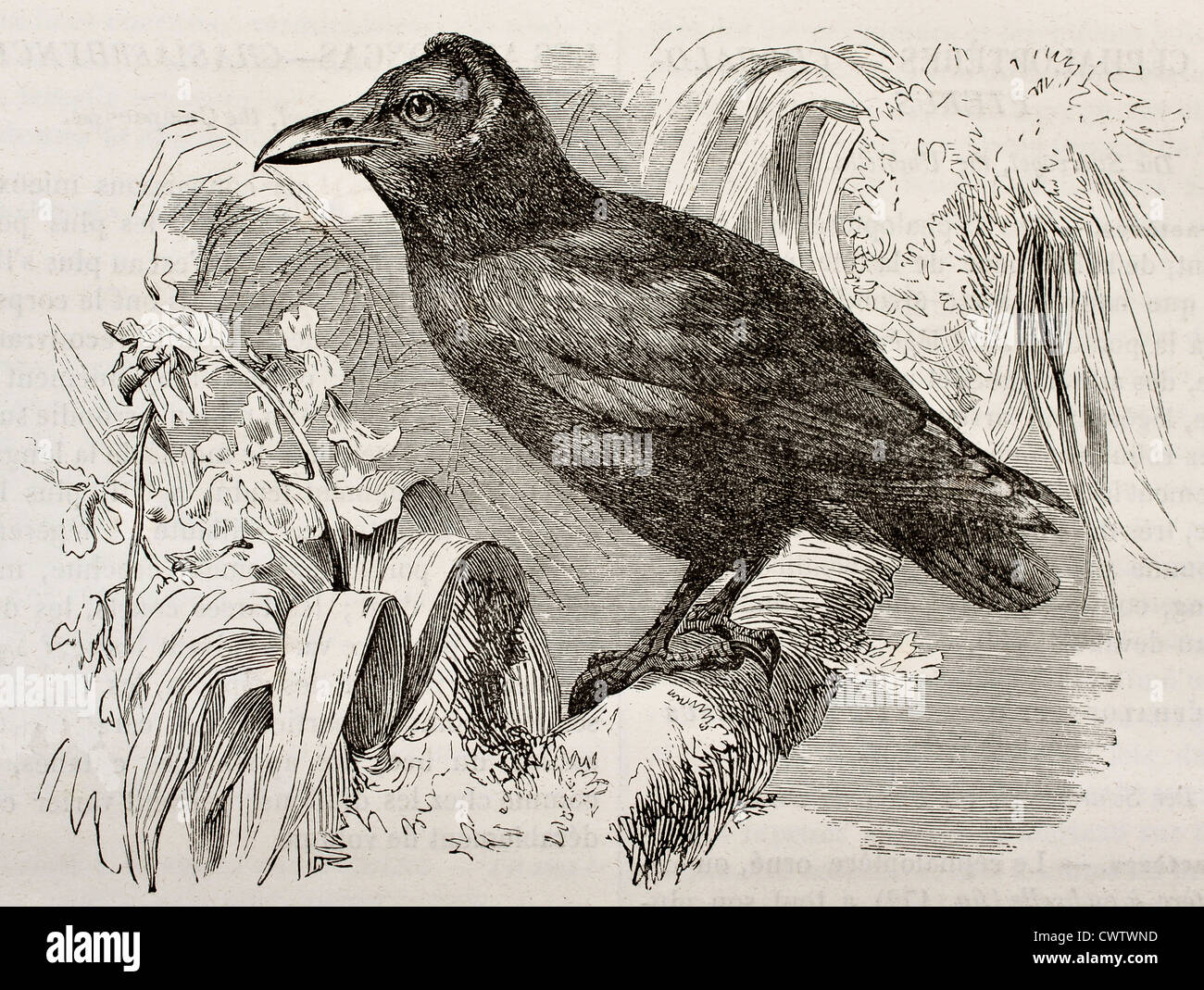 Perissocephalus tricolor hi-res stock photography and images - Alamy