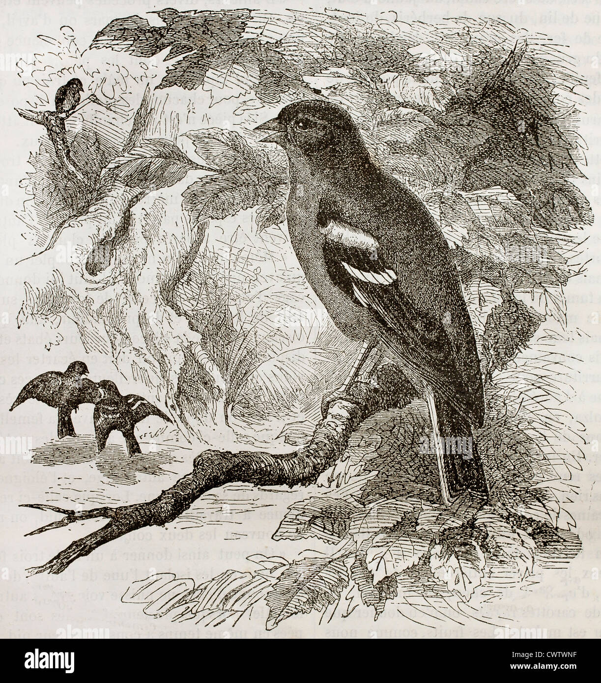 Chaffinch picture hi-res stock photography and images - Alamy