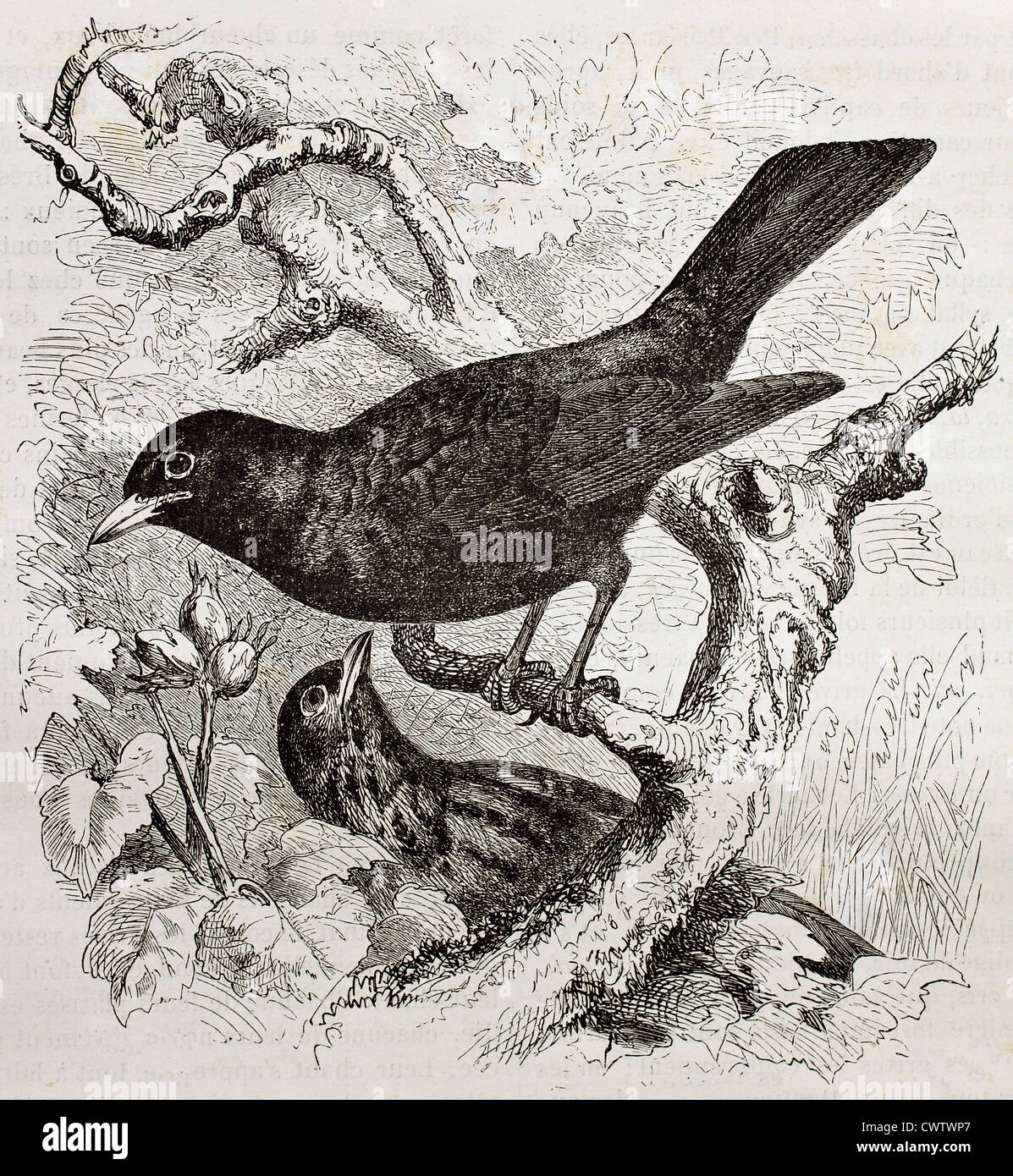 Common blackbird illustration hi-res stock photography and images - Alamy